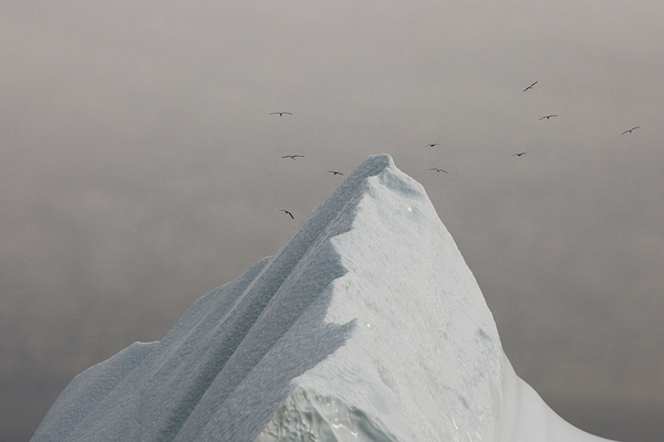 Simon Harsent - Iceberg