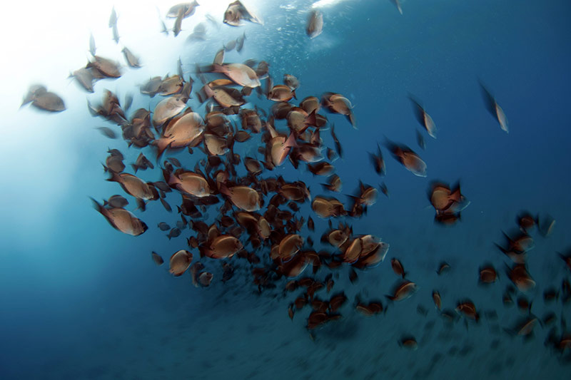 Yuzuru Masuda underwater photography - long exposure