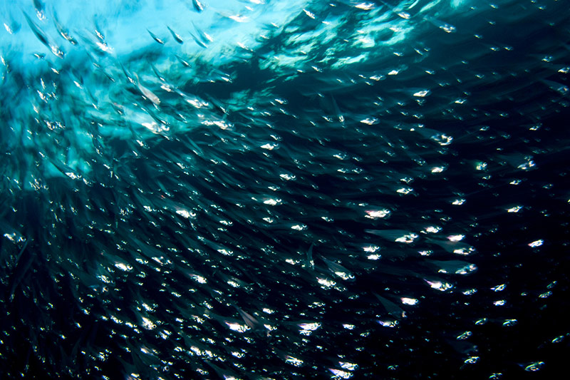 Yuzuru Masuda underwater photography - long exposure